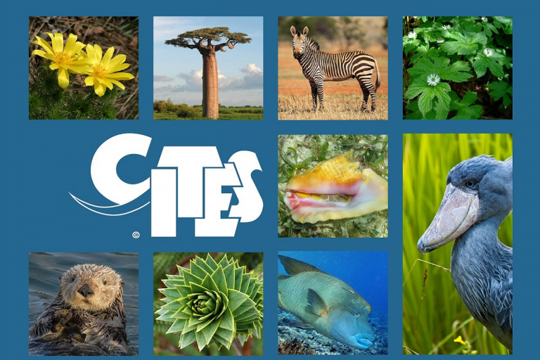 La Convention on International Trade in Endangered Species of Wild ...